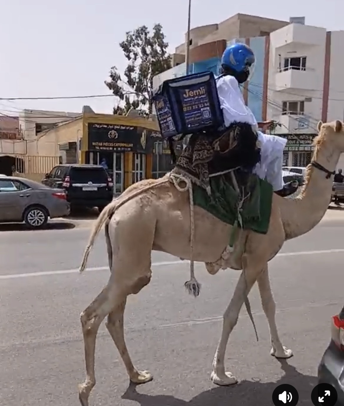 Insolite: Le dromadaire à la rescousse du fast-food – La Dépêche de ...
